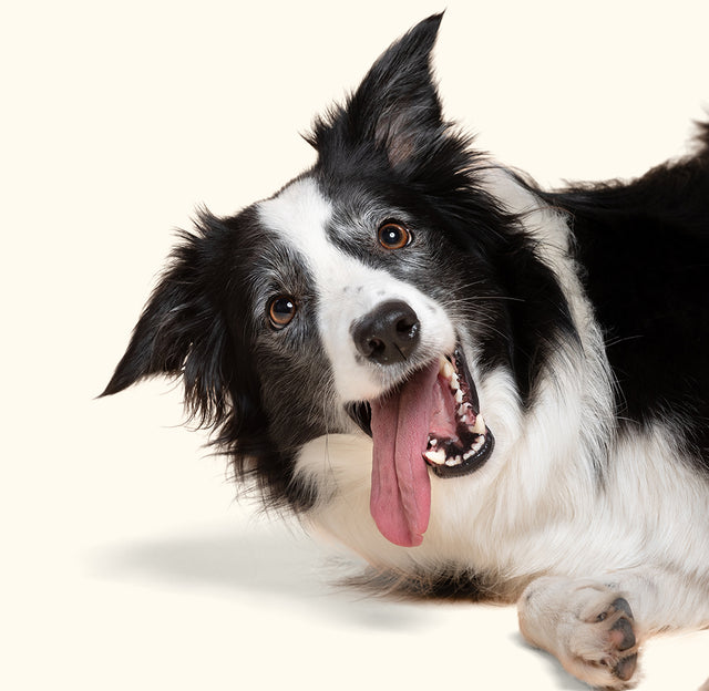 Dirty Dogs | Dog Grooming & Organic Pet Products San Diego – DirtyDogs